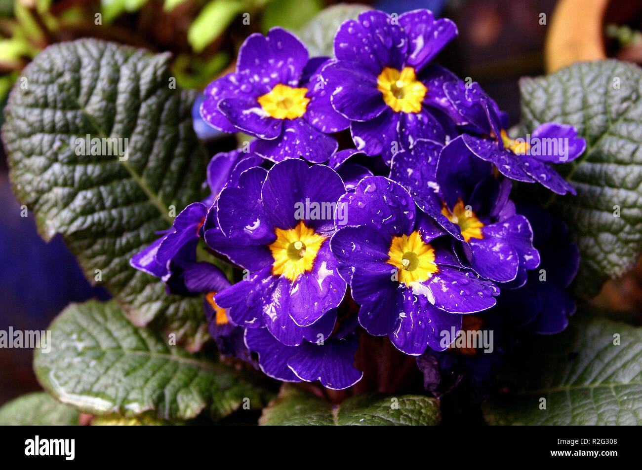 Primelbla ten hi-res stock photography and images - Alamy