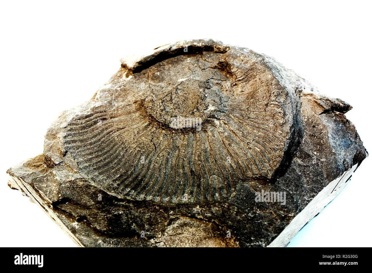 Amoniten hi-res stock photography and images - Alamy