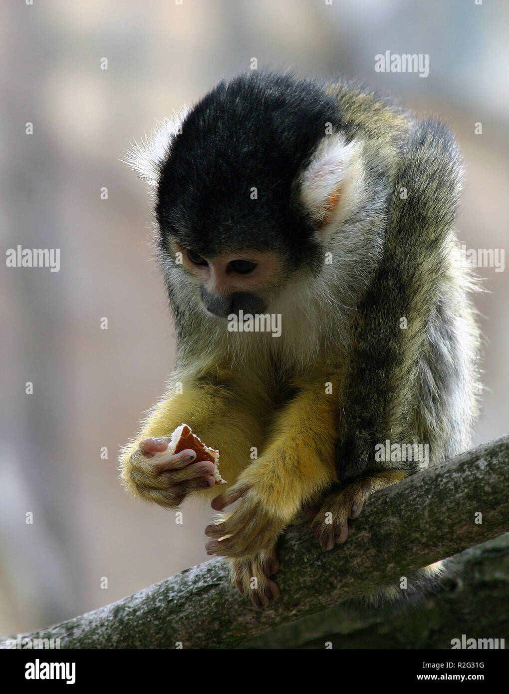 Snatched view hi-res stock photography and images - Alamy