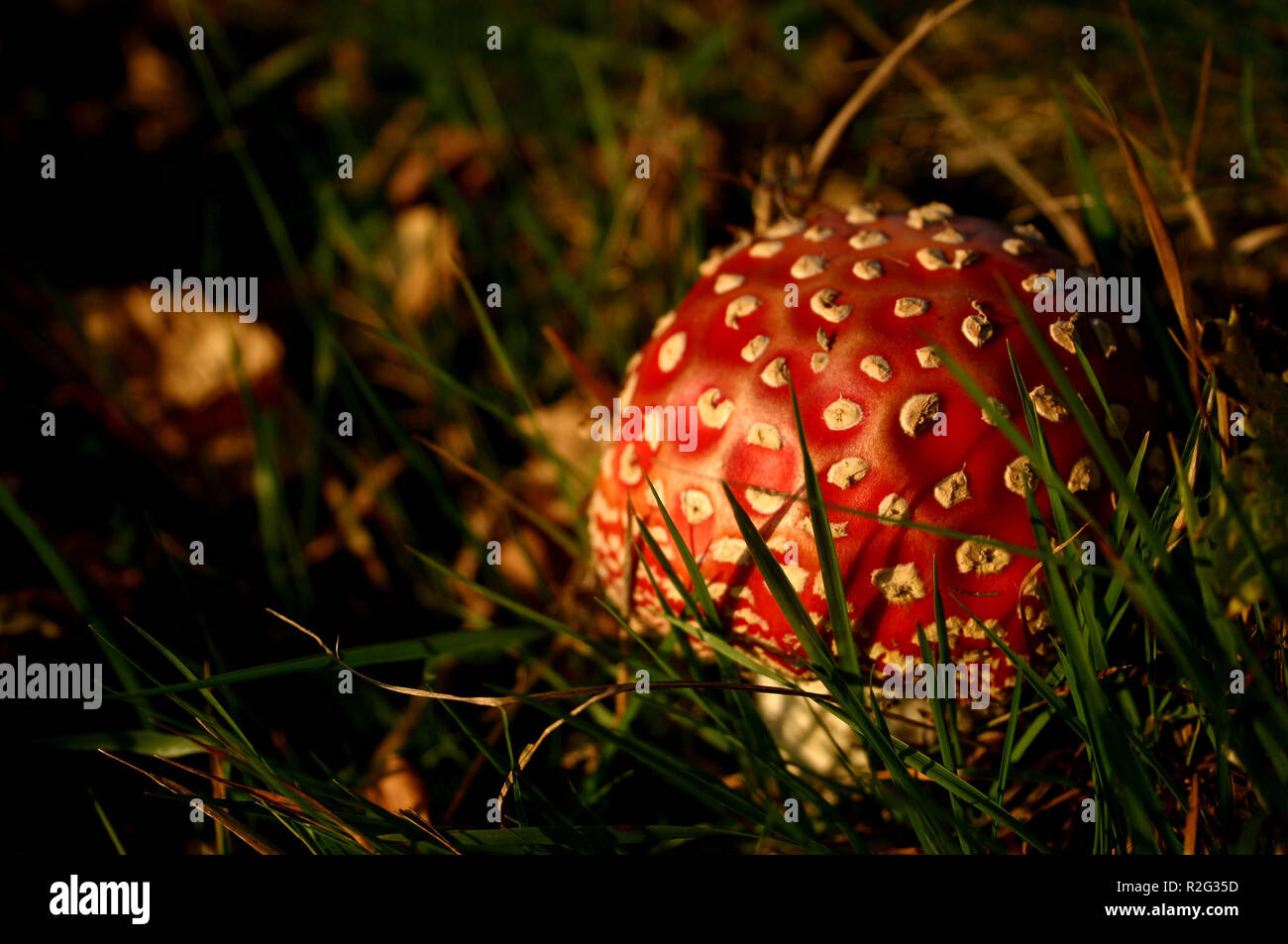 Mushroom hidden in the grass hi-res stock photography and images - Alamy