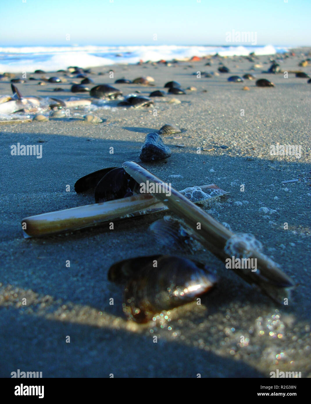 shells on the beach Stock Photo - Alamy