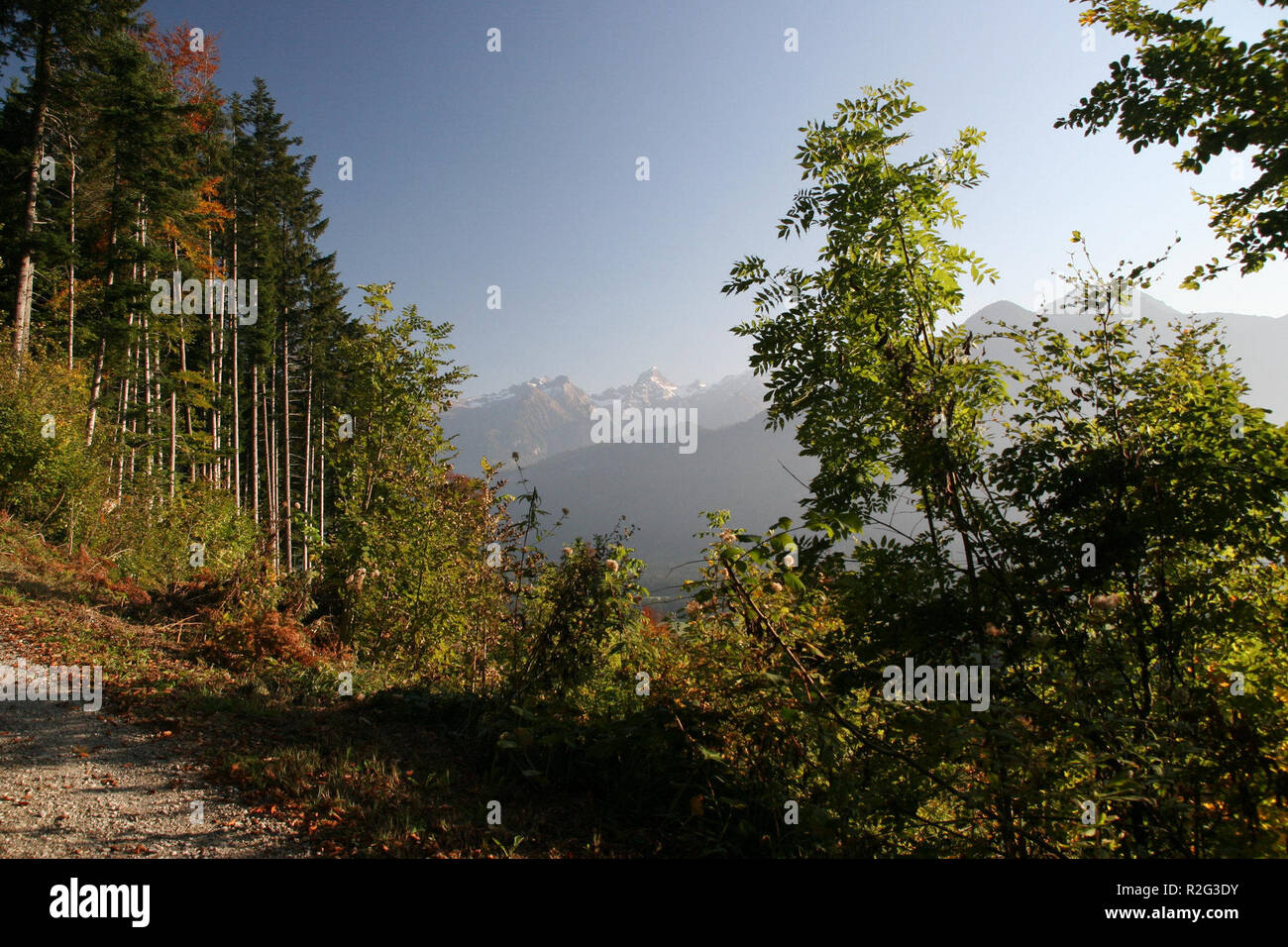 zimba from the forest Stock Photo - Alamy