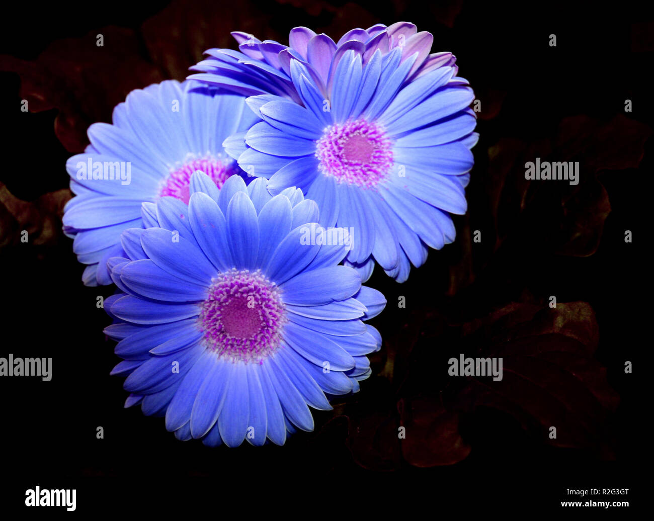 Gerbera Leaves High Resolution Stock Photography and Images - Alamy