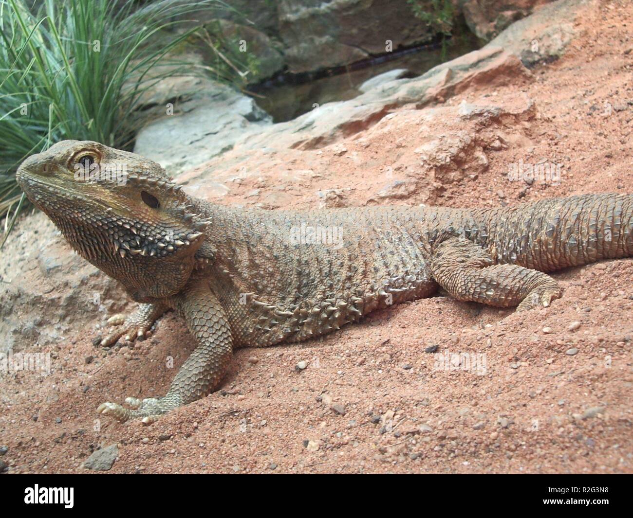 Desert agame hi-res stock photography and images - Alamy