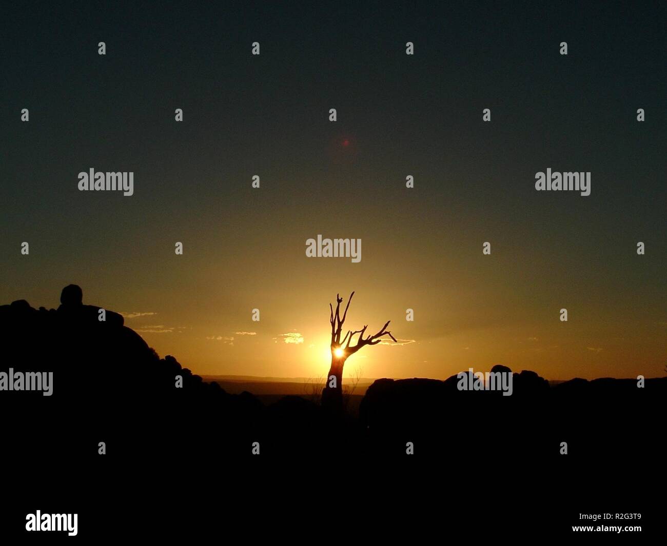 quiver trees ... iii Stock Photo - Alamy