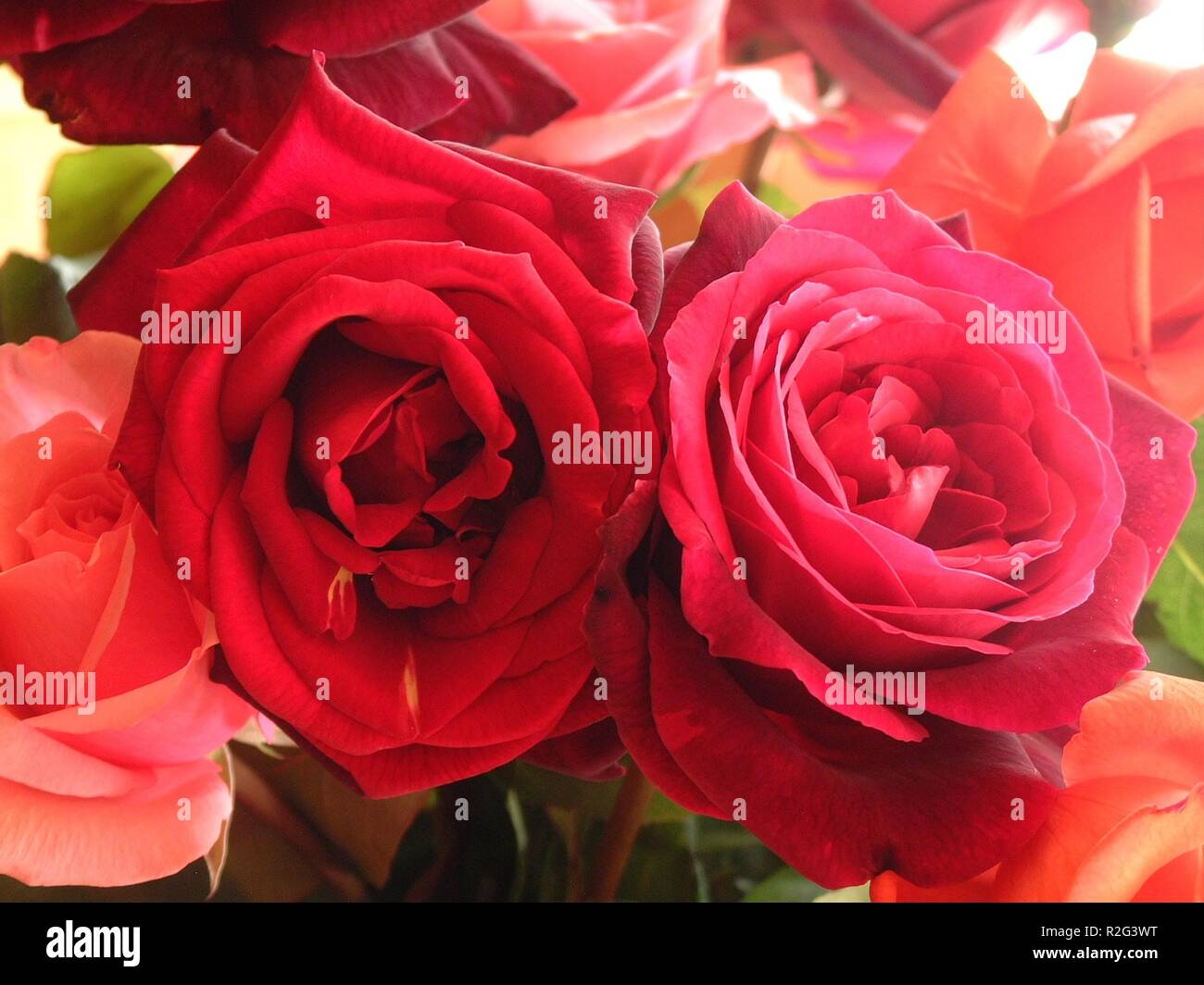 Rose beauties hi-res stock photography and images - Alamy