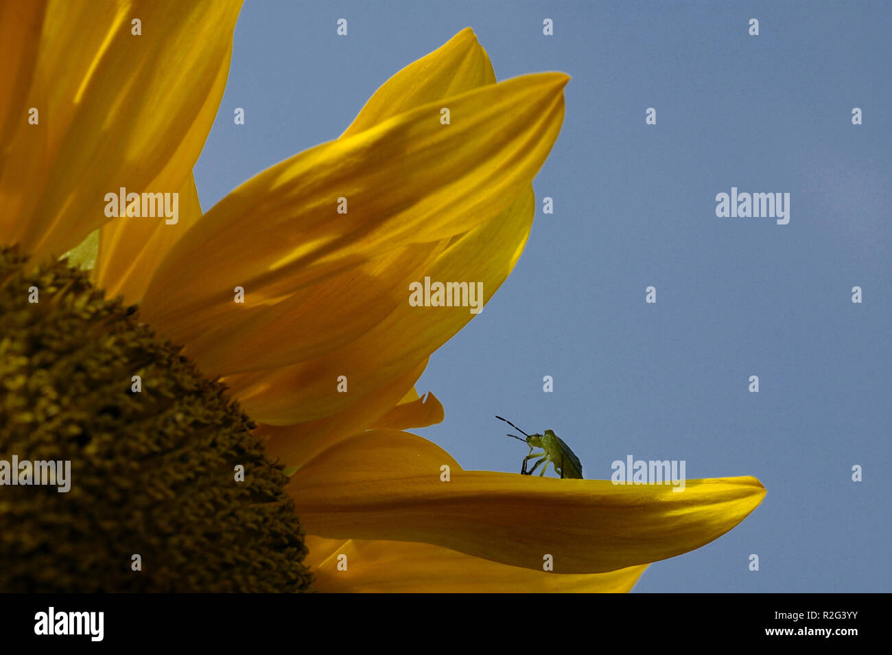 sunbath of a bug Stock Photo - Alamy