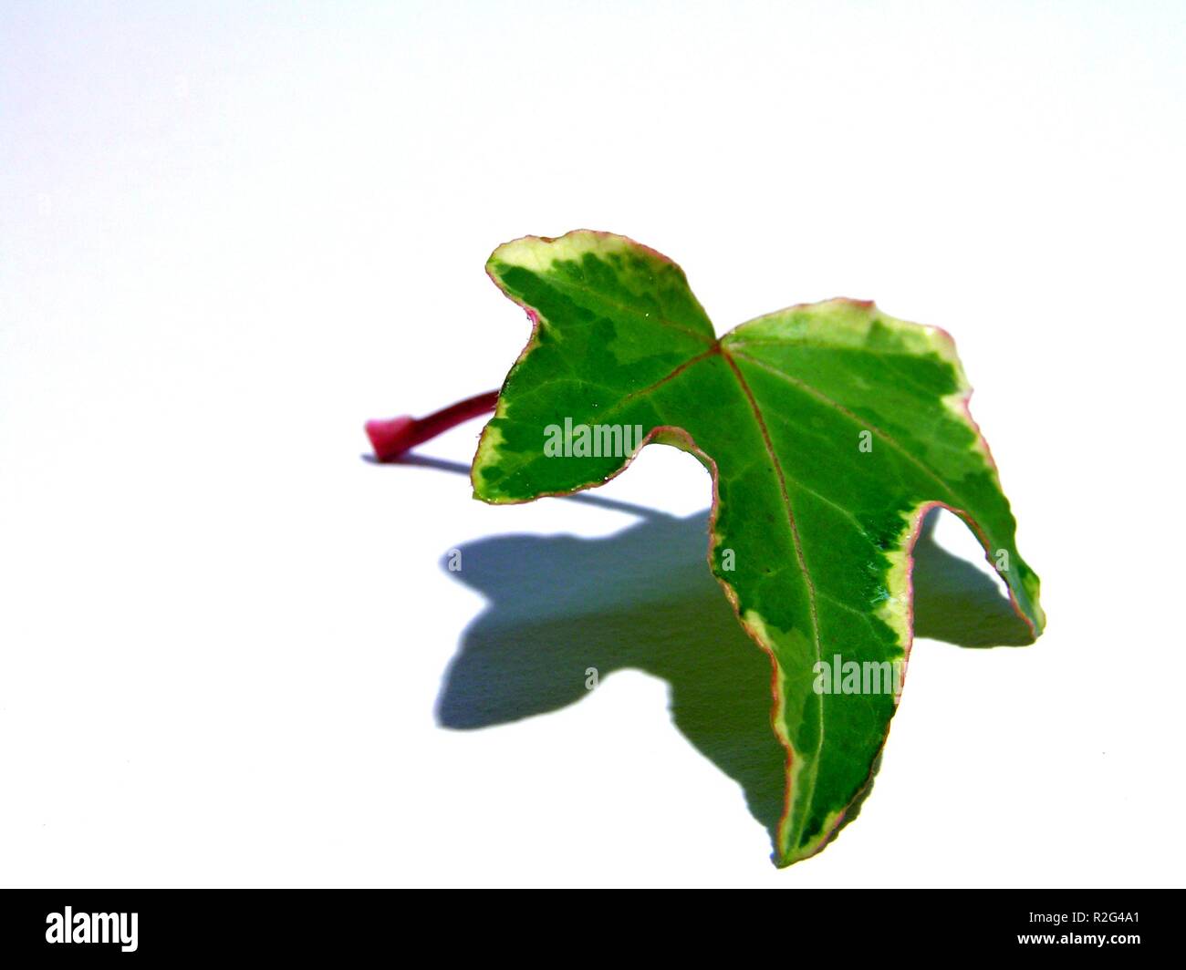 Ivy sheet hi-res stock photography and images - Alamy