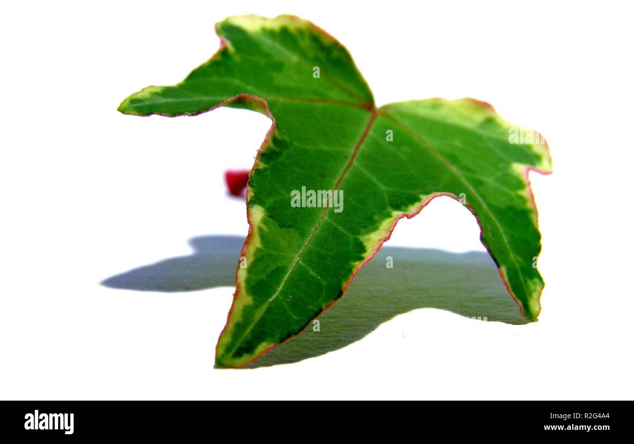 Ivy sheet hi-res stock photography and images - Alamy