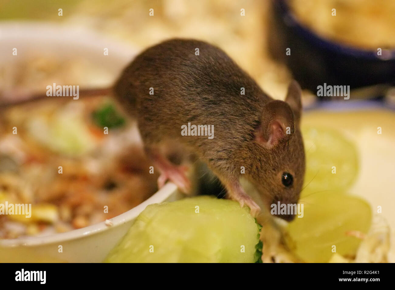 Eating baby mice hi-res stock photography and images - Alamy