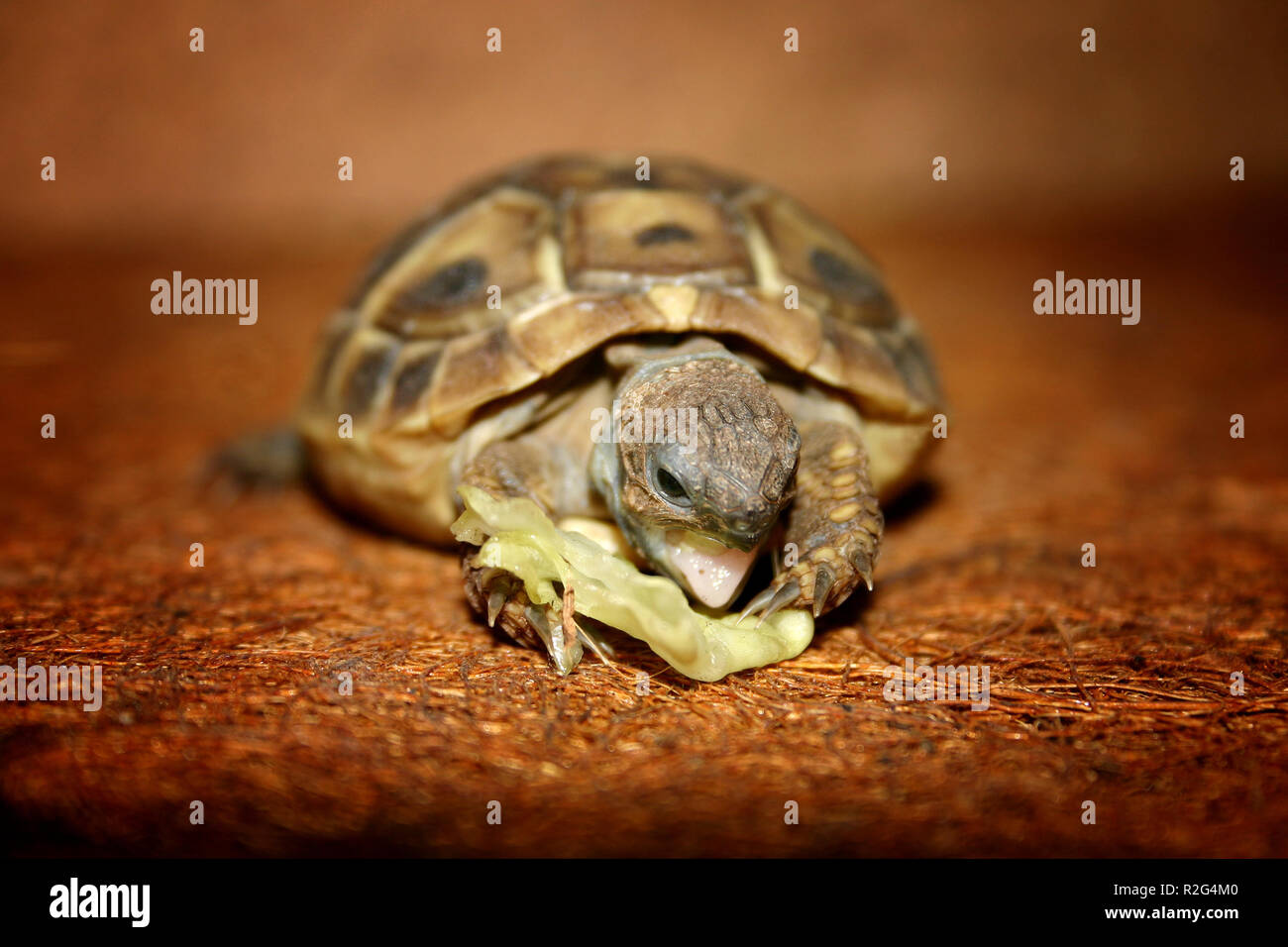 baby tortoise Stock Photo - Alamy