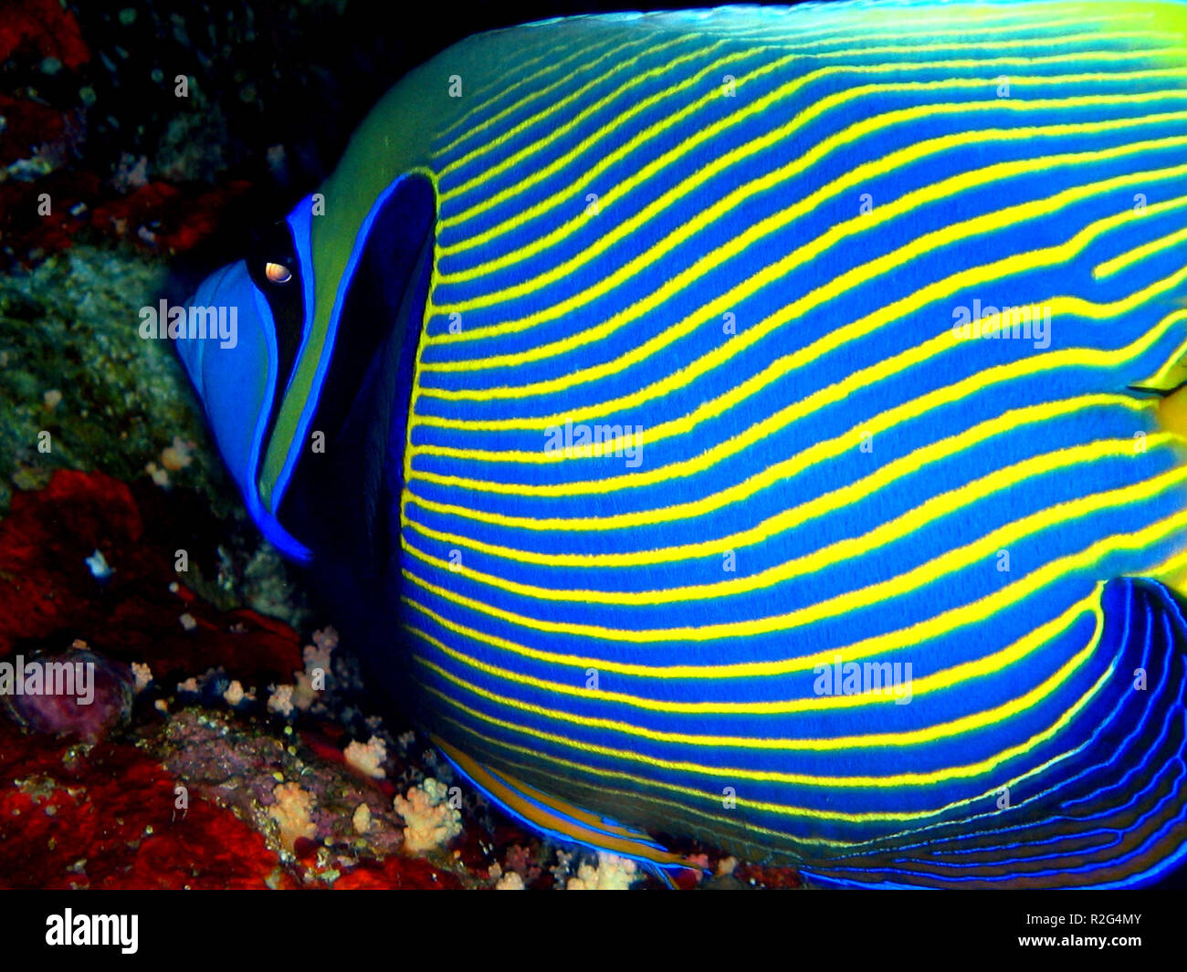 Imterator keiserfisch hi-res stock photography and images - Alamy
