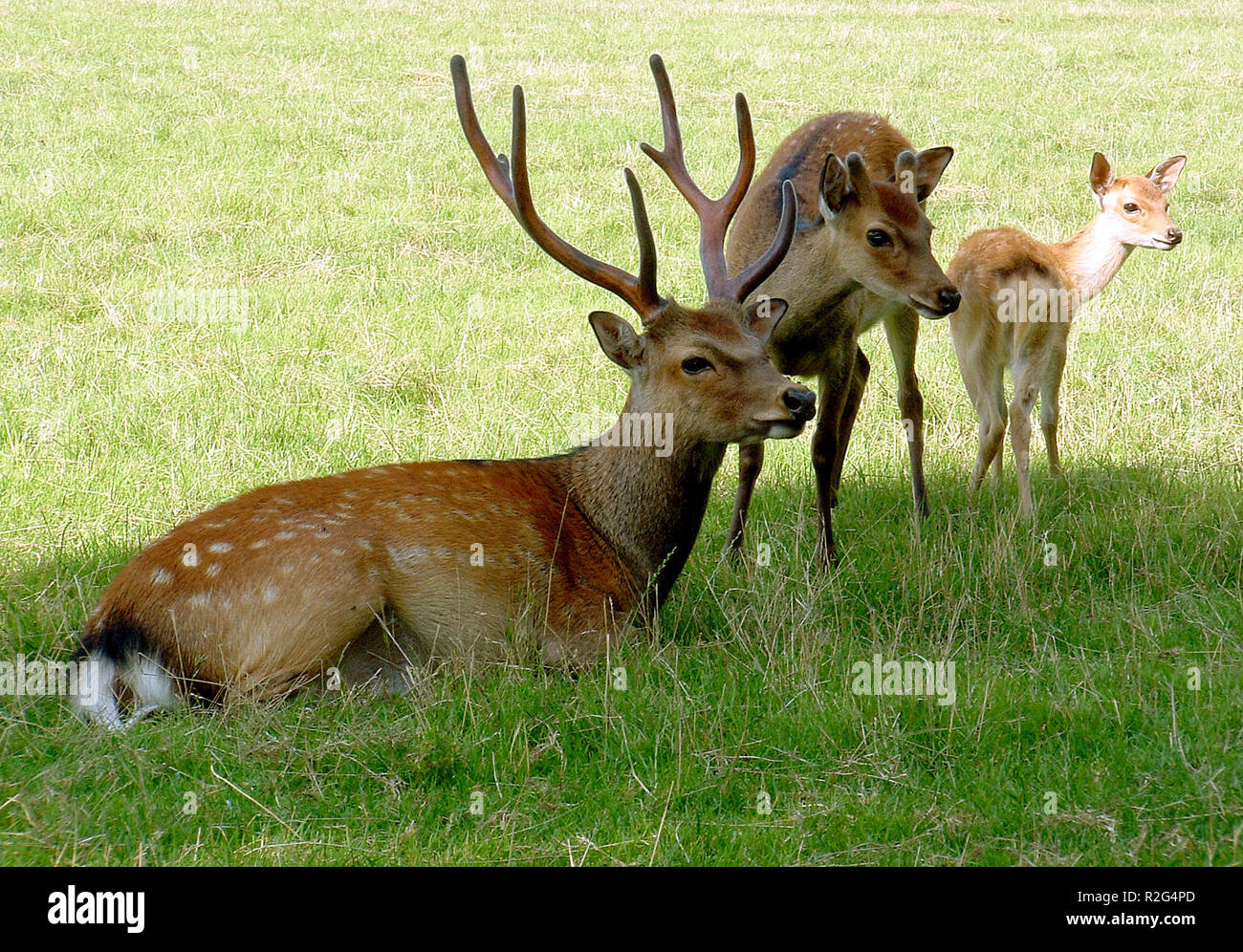 family reunion 1 Stock Photo - Alamy
