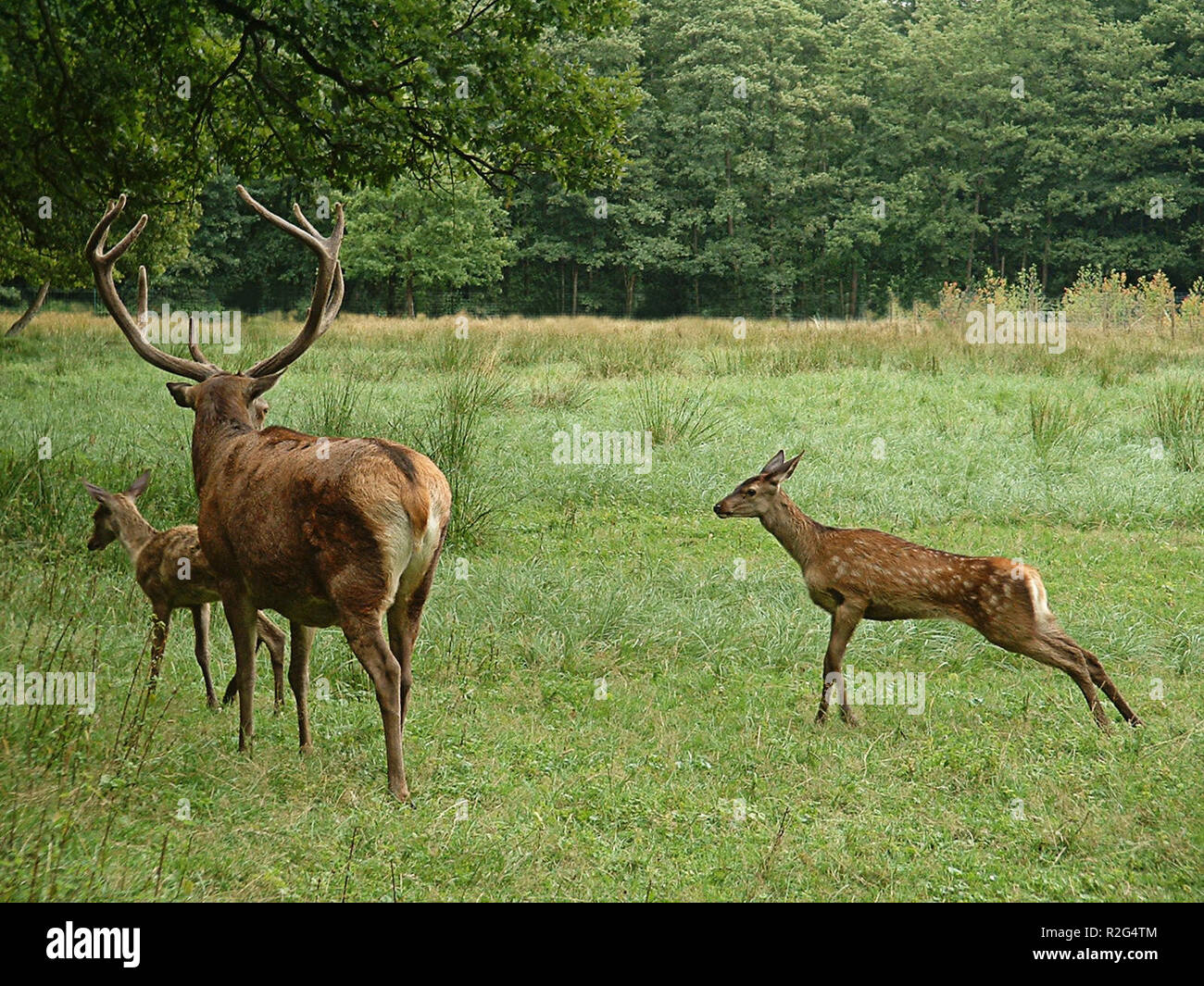 Hirschfamilie hi-res stock photography and images - Alamy