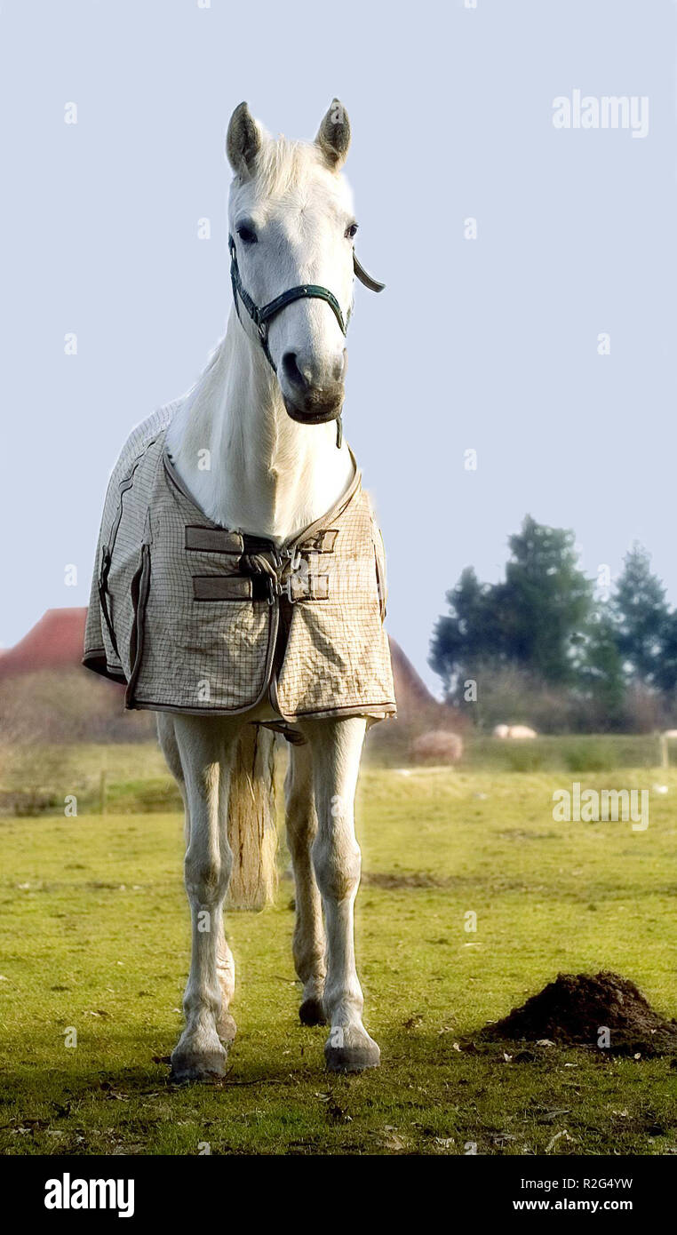 a horse Stock Photo - Alamy