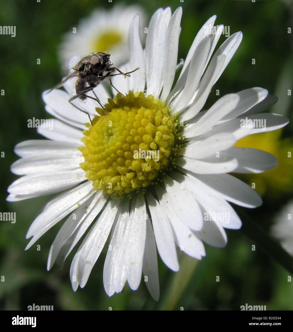 fly at lunch Stock Photo - Alamy