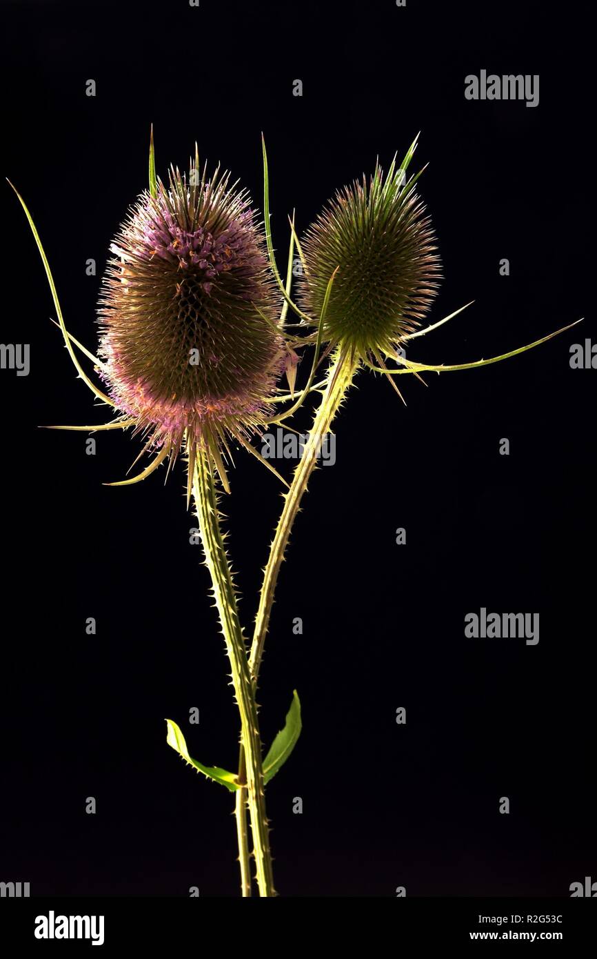 Karden thistle hi-res stock photography and images - Alamy