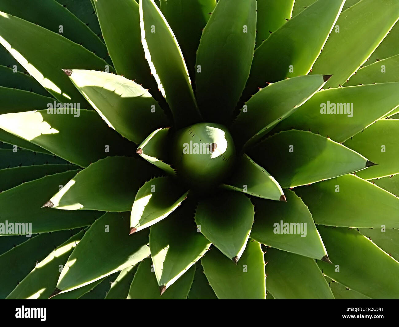 heart of mesqual Stock Photo - Alamy