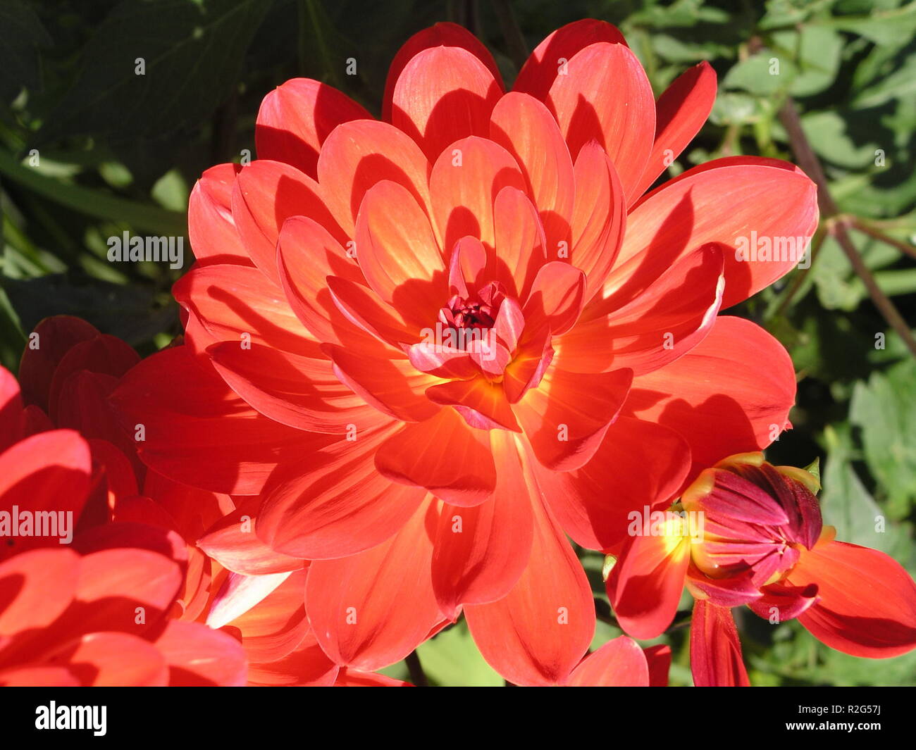 Flowerpower plant hi-res stock photography and images - Alamy