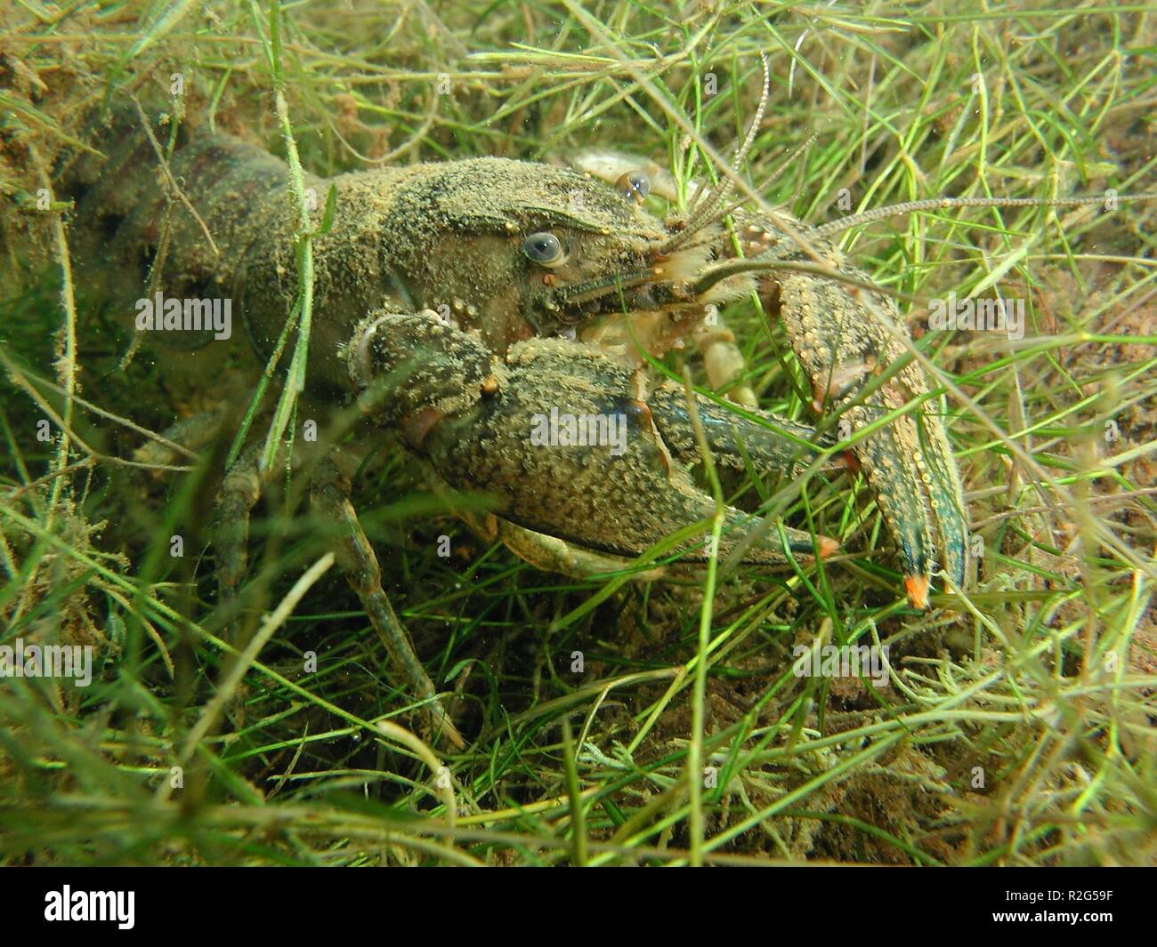 american crayfish [2006-1] Stock Photo - Alamy