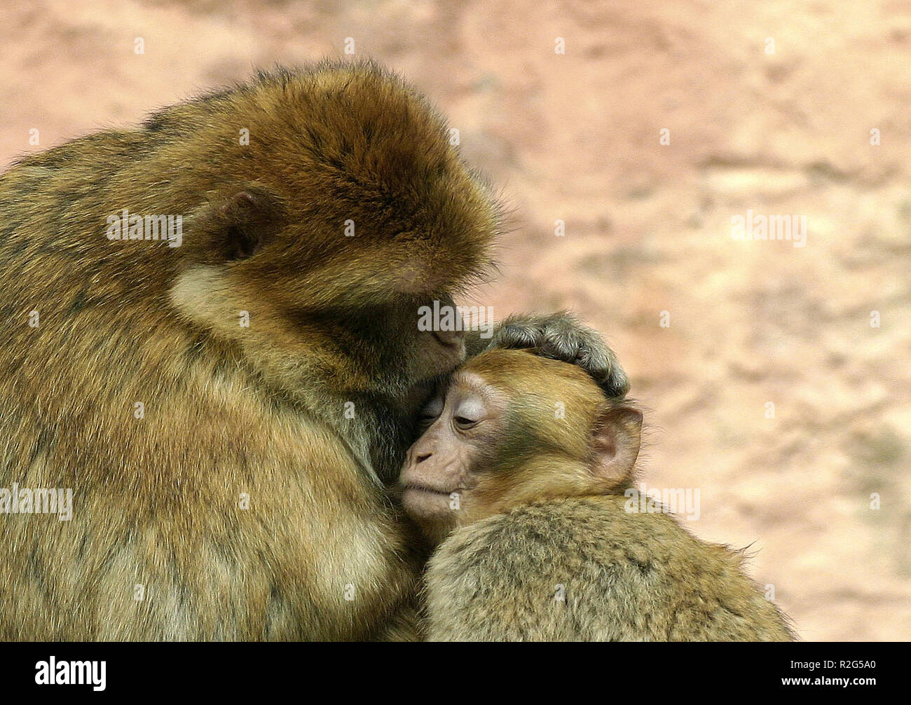 Pathetic animal hi-res stock photography and images - Alamy