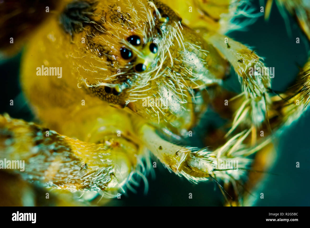 Arachnophobie High Resolution Stock Photography and Images - Alamy