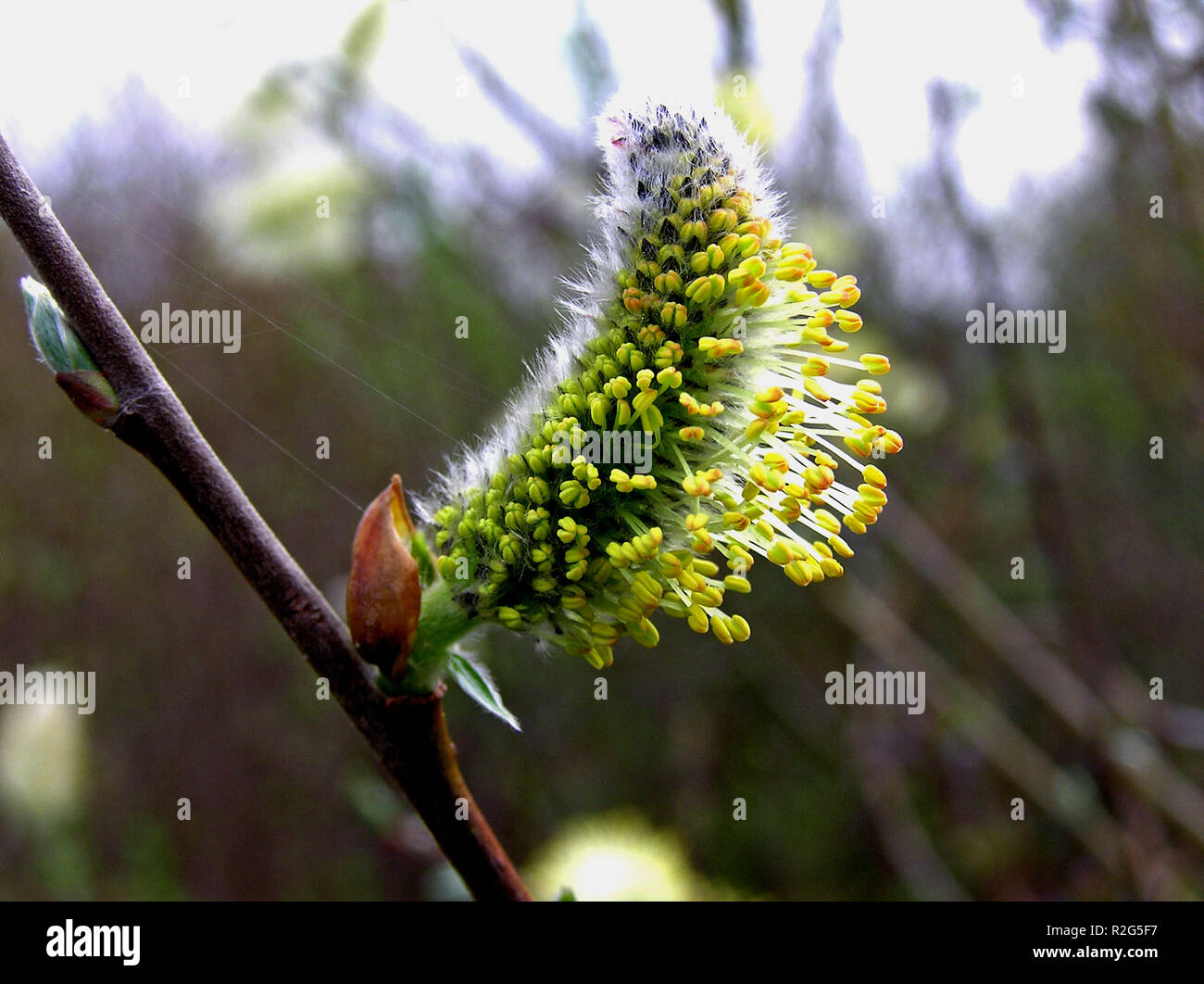 Bud bursts hi-res stock photography and images - Alamy