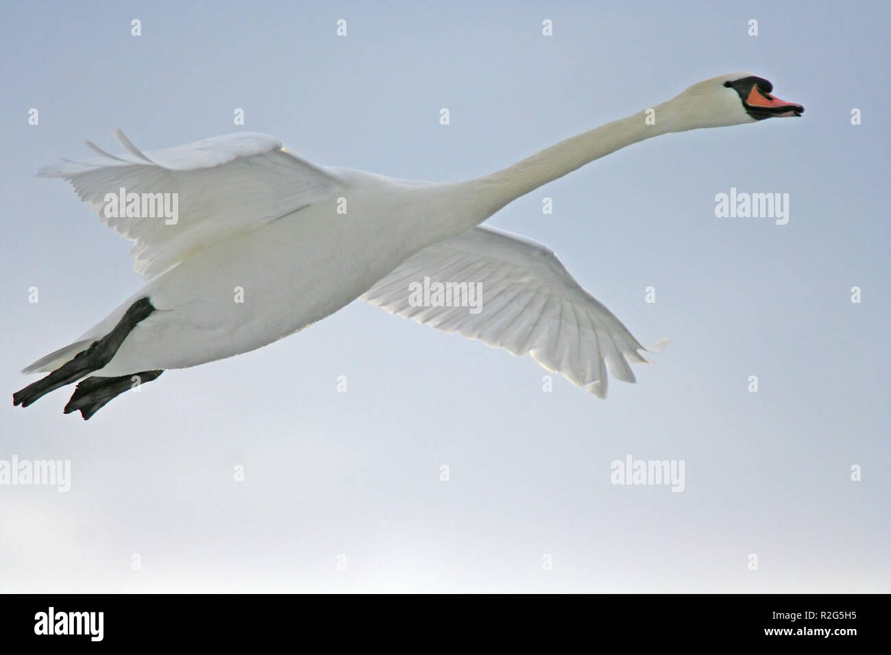 Swan flu hi-res stock photography and images - Alamy