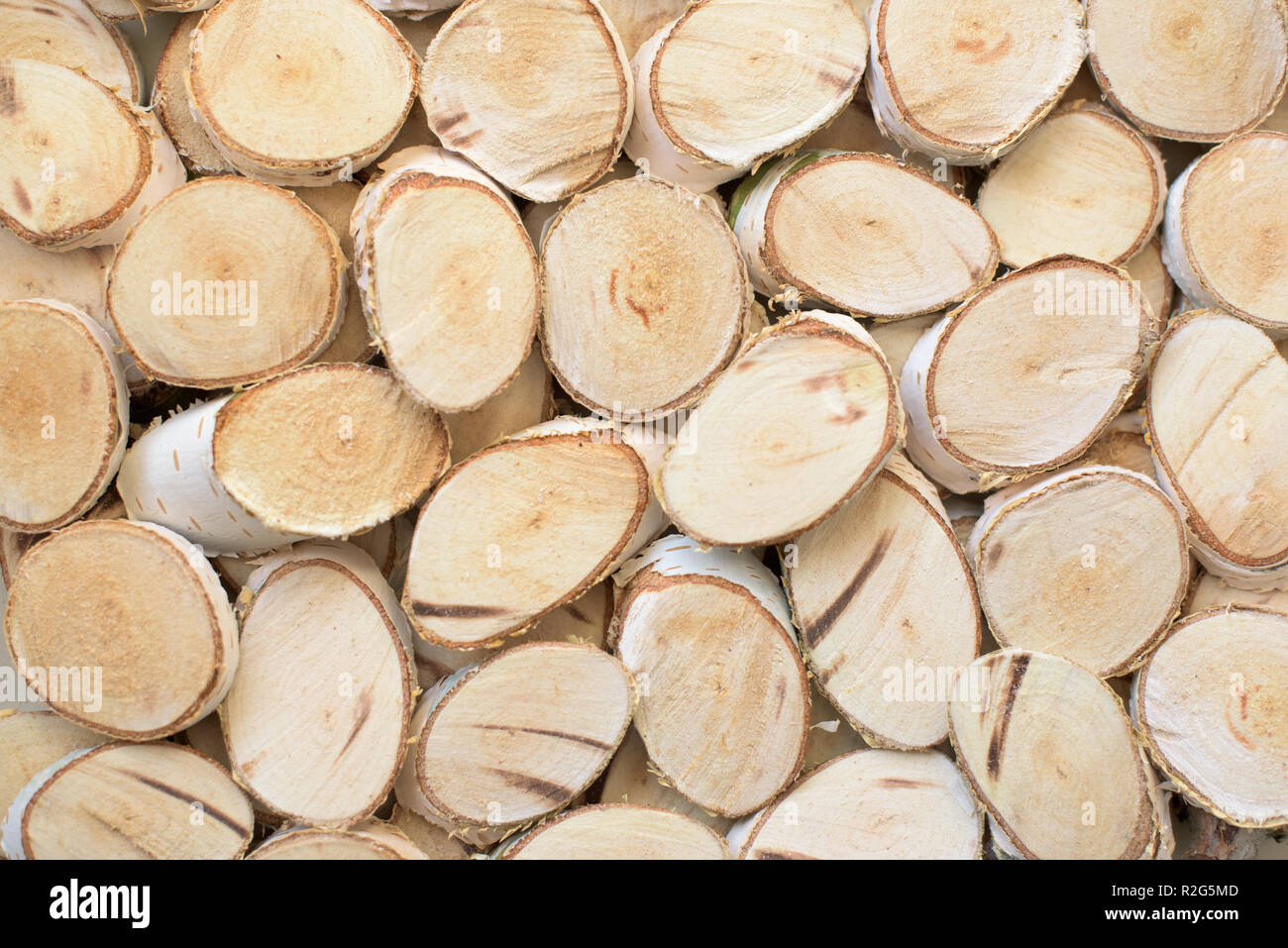 Birch log cross section hi-res stock photography and images - Alamy