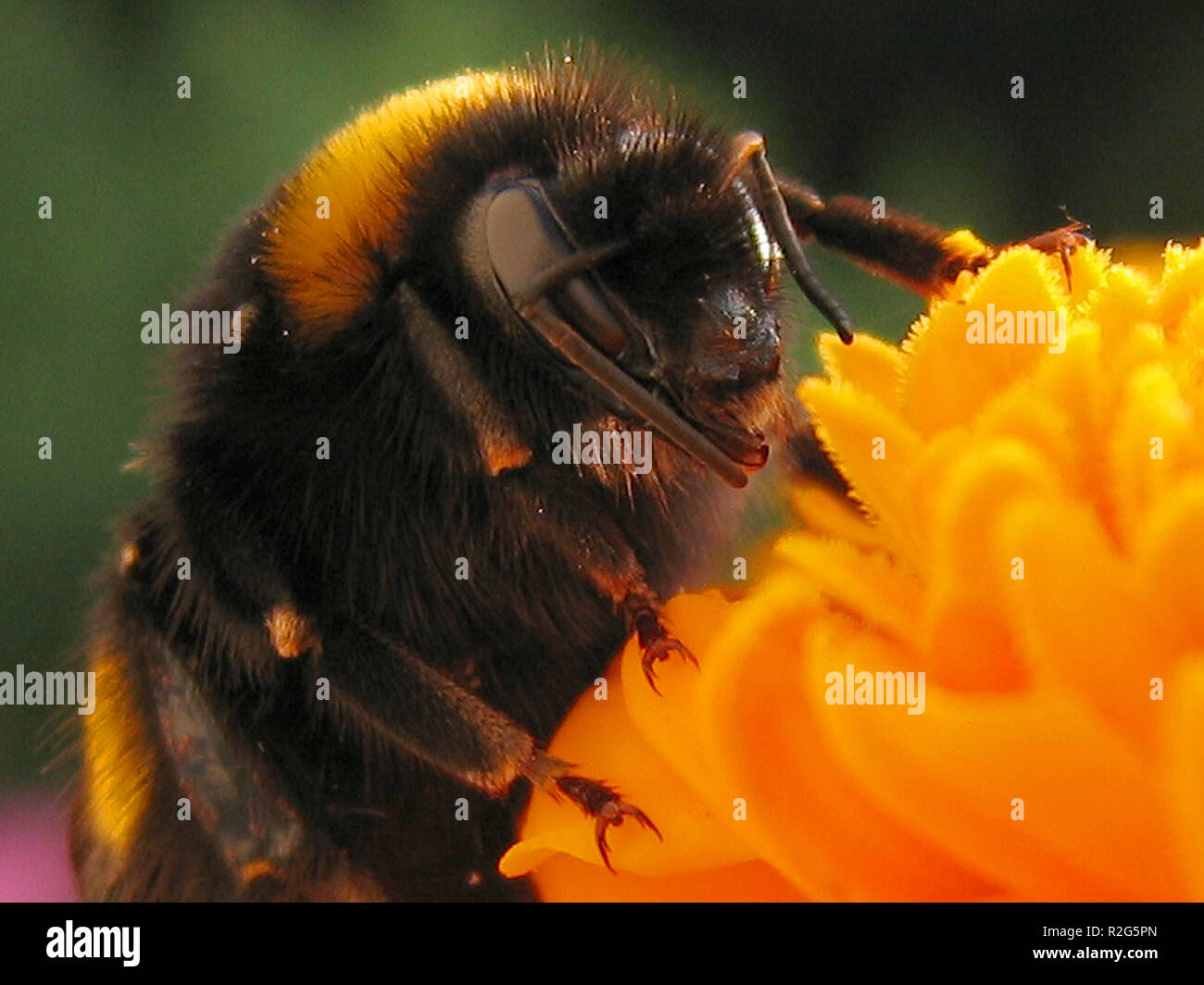 Bumblebee eyes hi-res stock photography and images - Alamy