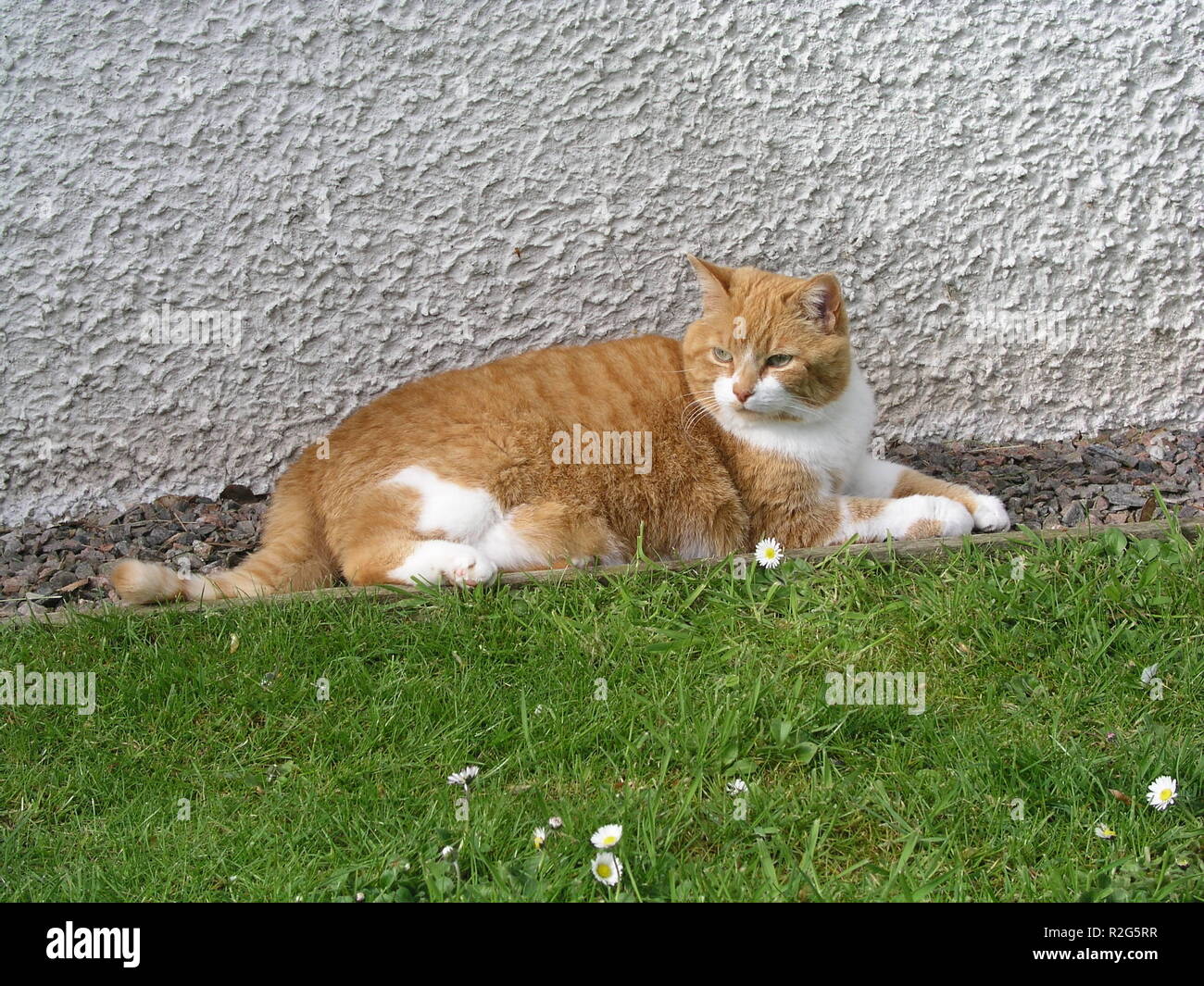 Domestic cat wall lie hi-res stock photography and images - Alamy