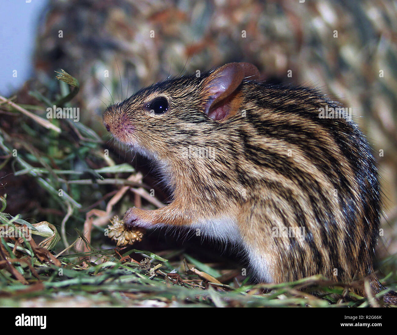 African Striped Mouse