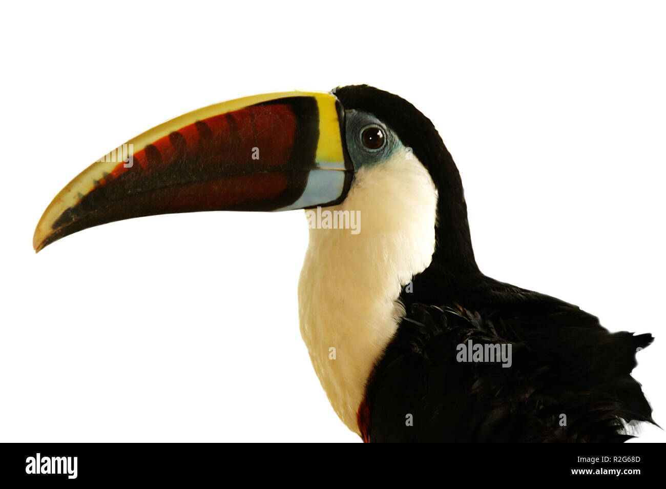 Feather signal Cut Out Stock Images & Pictures - Alamy