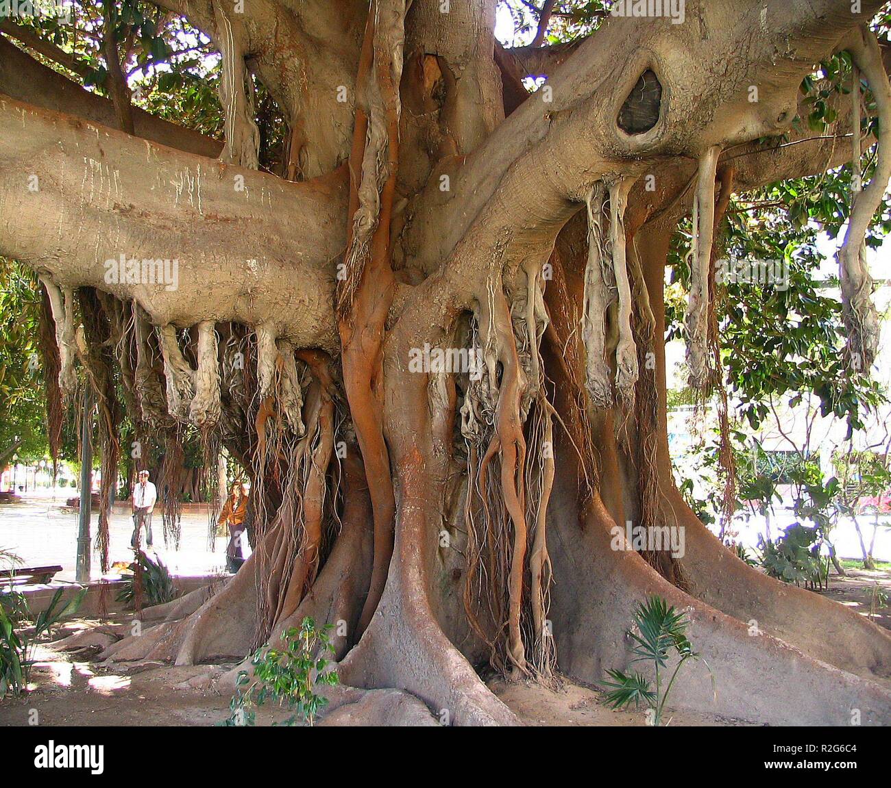 Firmly rooted hi-res stock photography and images - Alamy