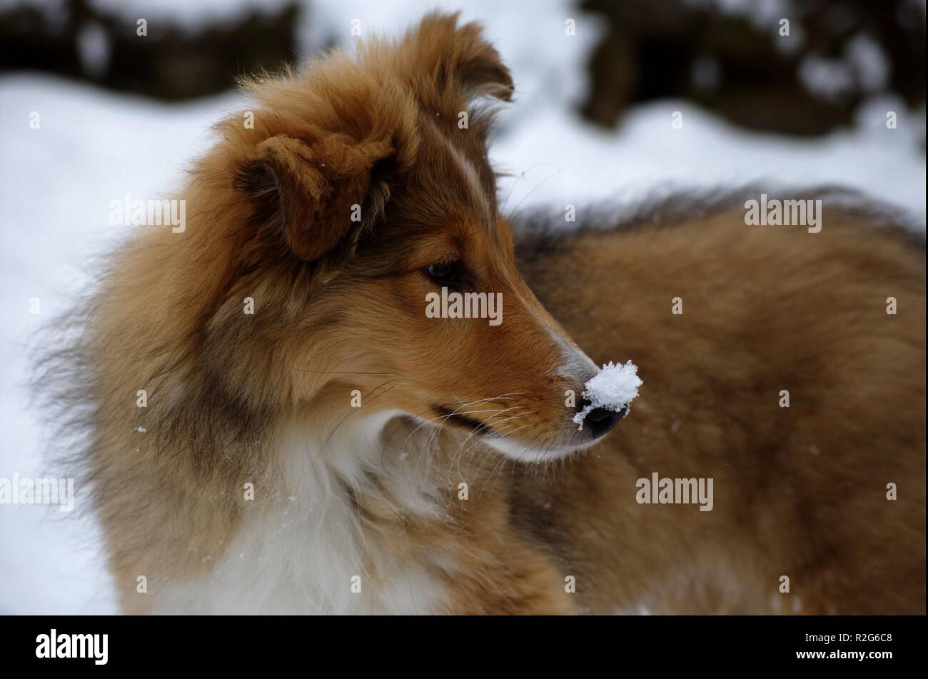 snow on the nose Stock Photo - Alamy