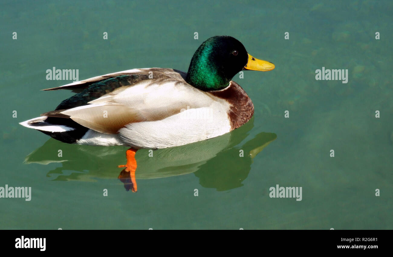 Contented duck hi-res stock photography and images - Alamy