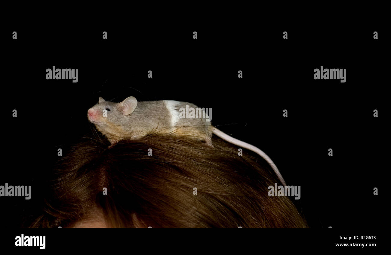 only mice in the head Stock Photo - Alamy