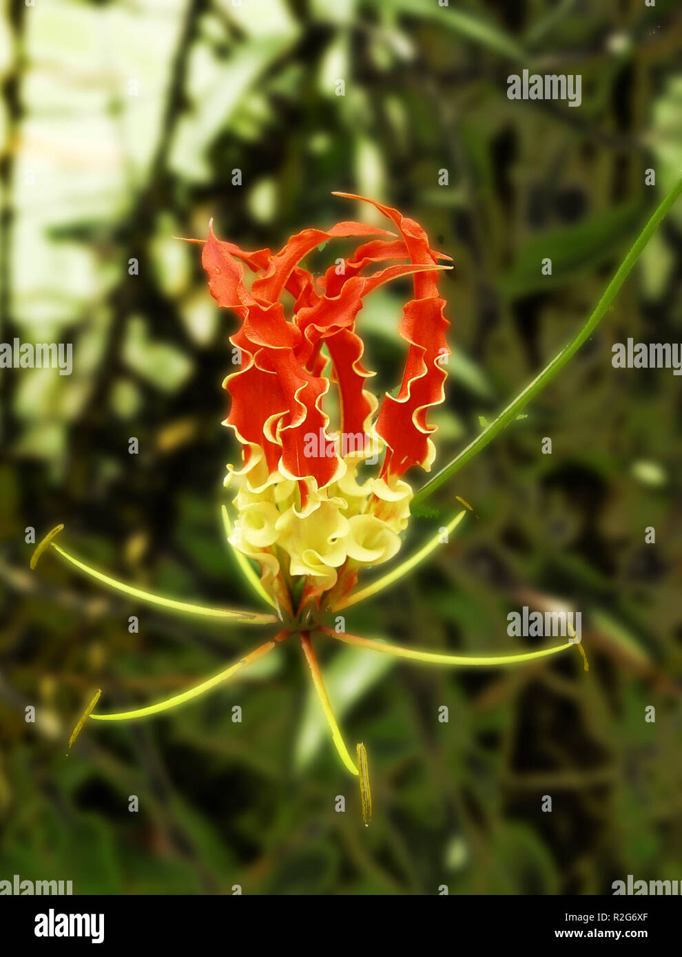 Exotic flower sarawak hi-res stock photography and images - Alamy