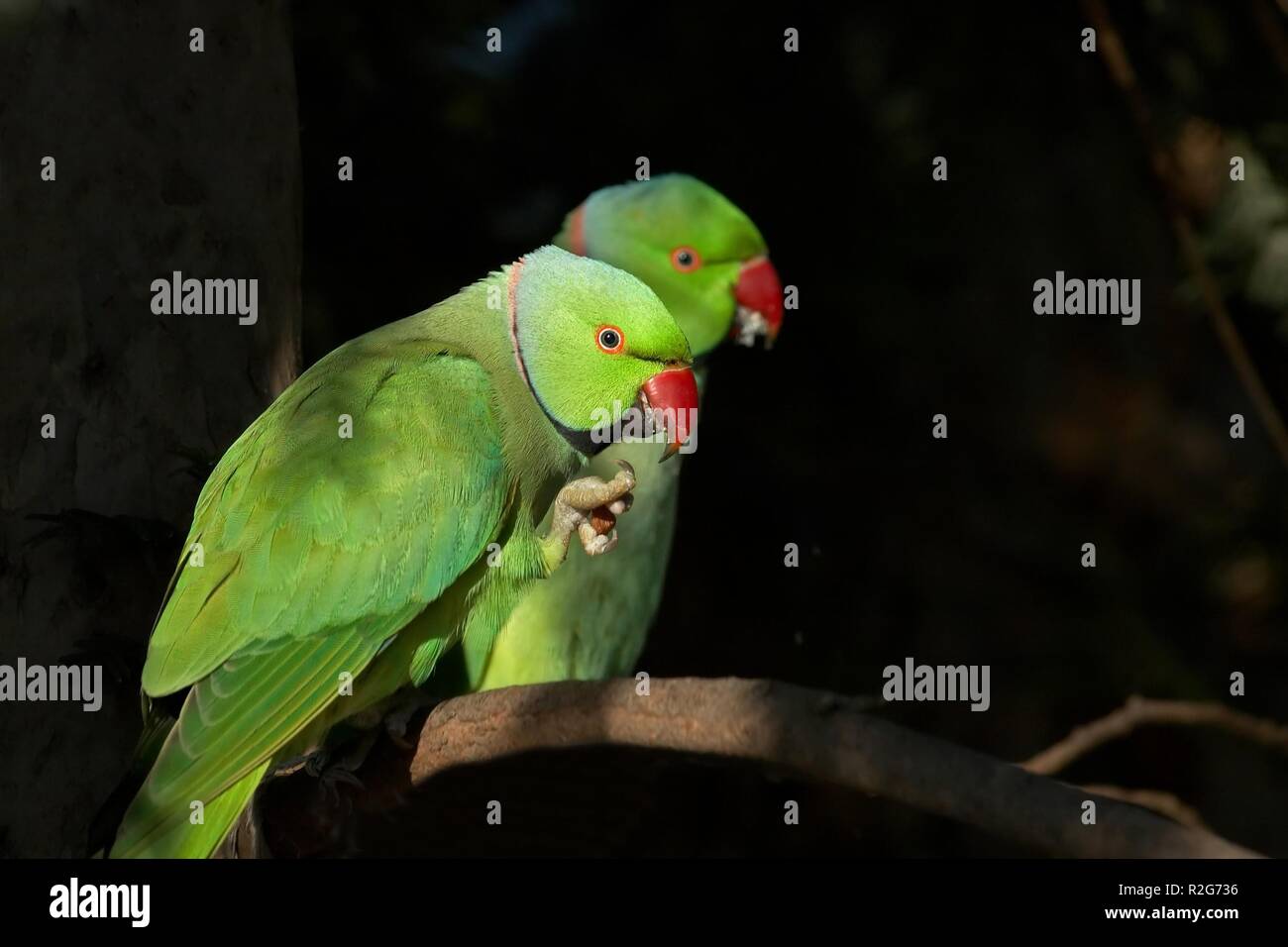 Alexandersittich hi-res stock photography and images - Alamy