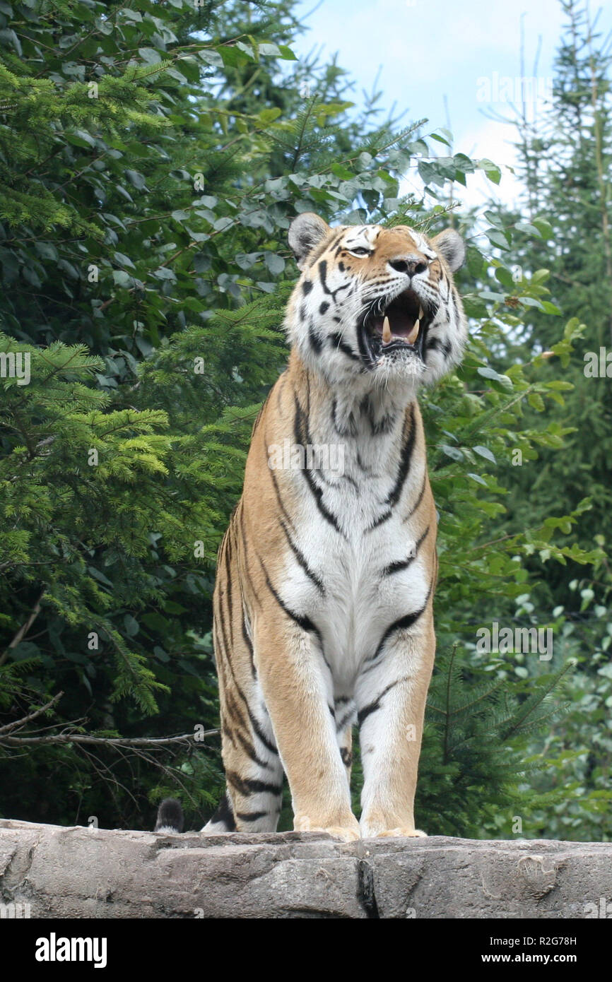 Animals with big teeth hi-res stock photography and images - Alamy