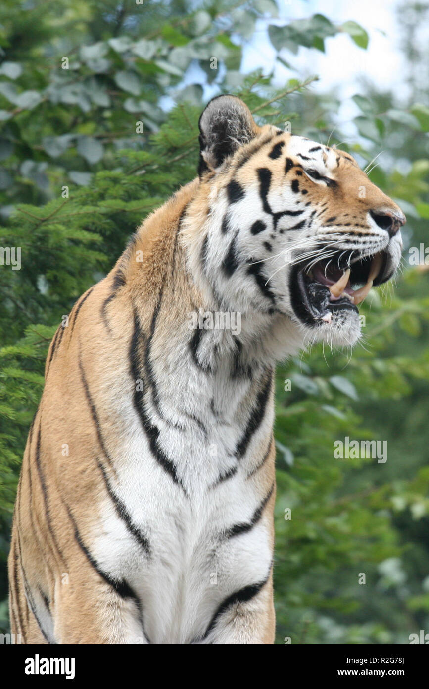 Animals with big teeth hi-res stock photography and images - Alamy