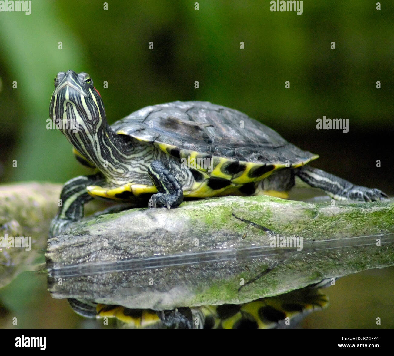 trachemys scripta elegans Stock Photo - Alamy