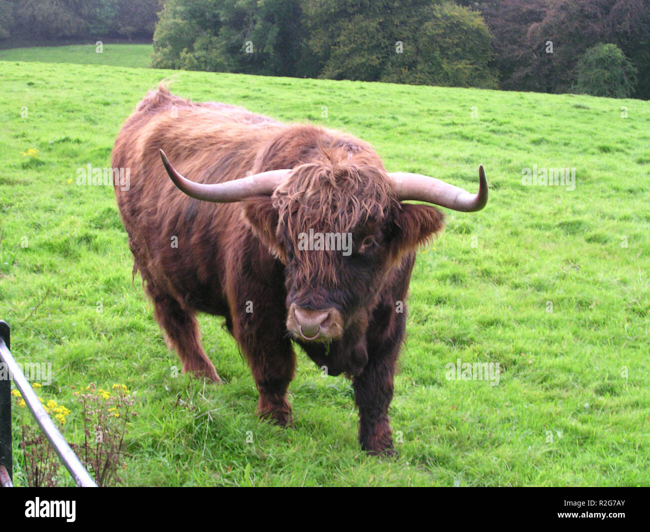 Bullock skin hi-res stock photography and images - Alamy