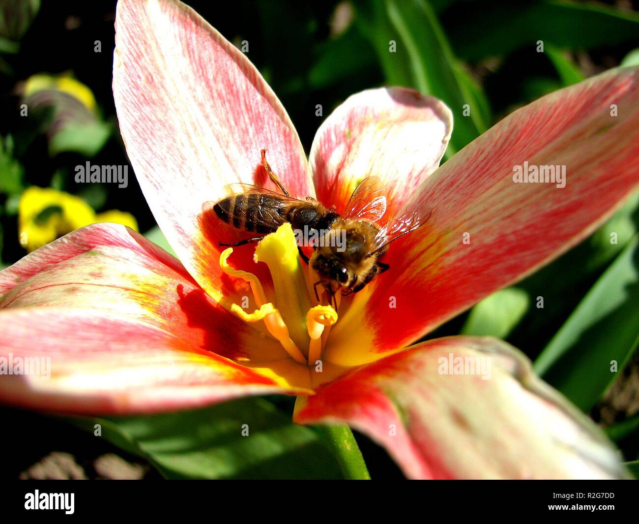the bees are back Stock Photo - Alamy