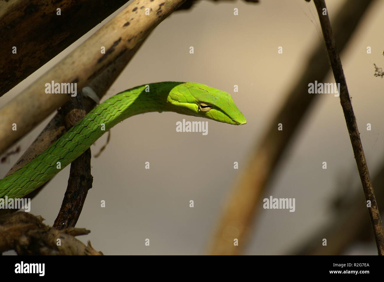 green tree snake,thailand Stock Photo - Alamy