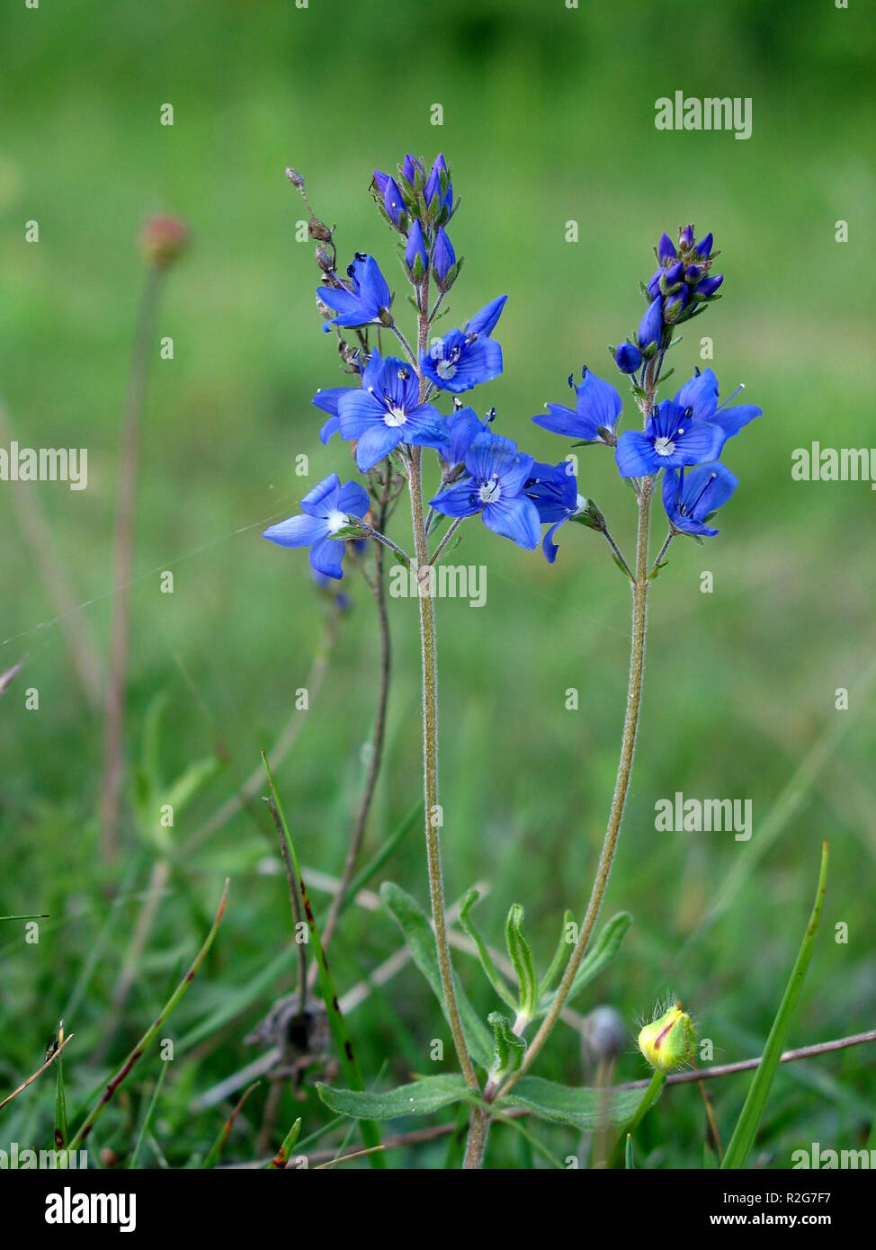 Large speedwell hi-res stock photography and images - Alamy