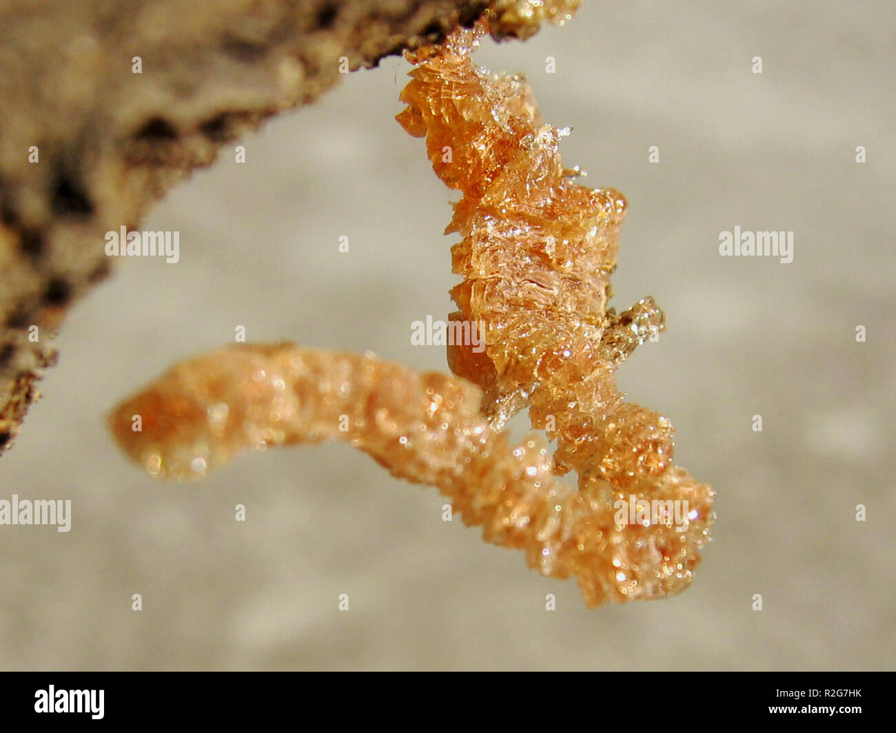 Golden tree sap hi-res stock photography and images - Alamy