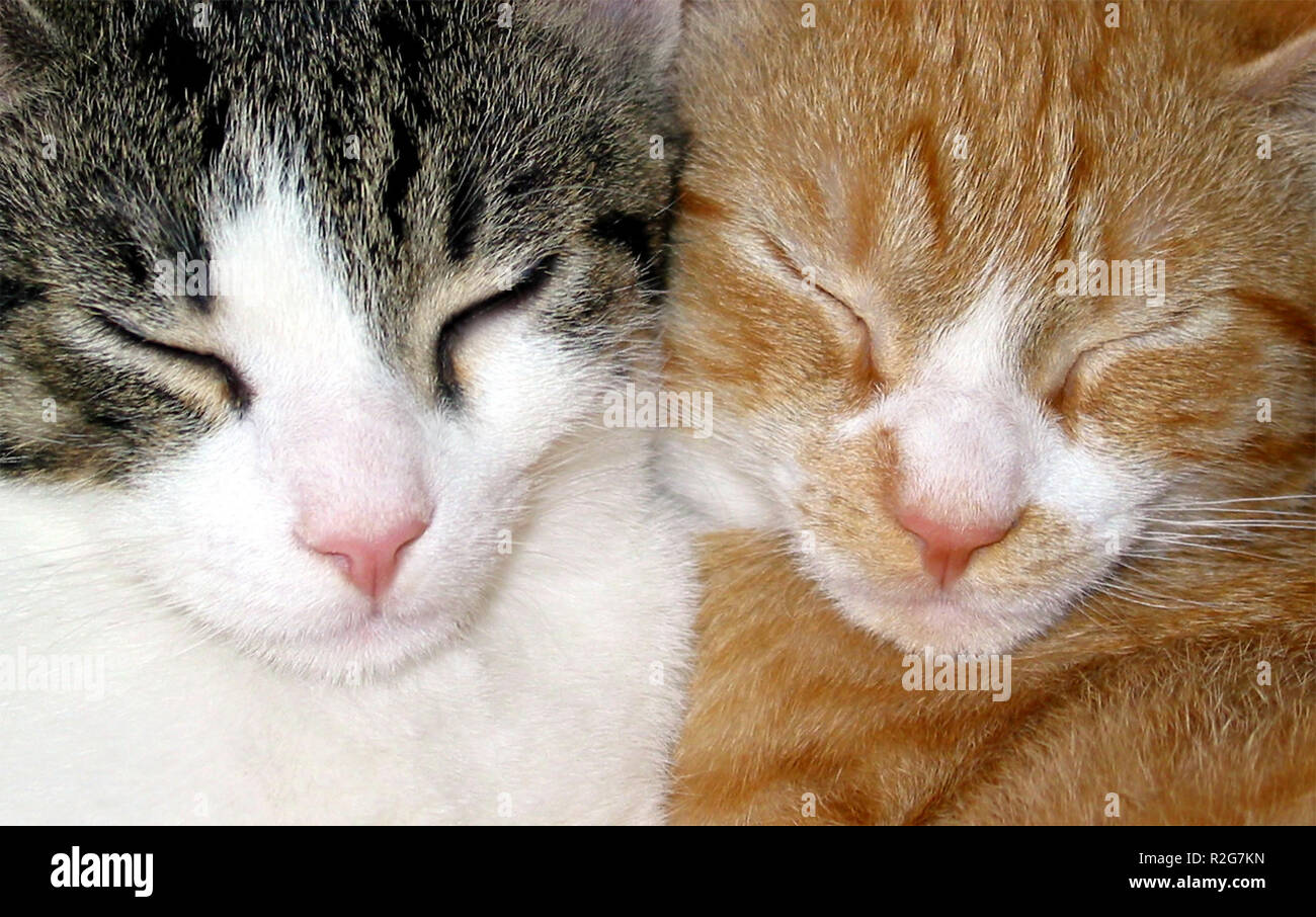 Soft dense fur hi-res stock photography and images - Alamy