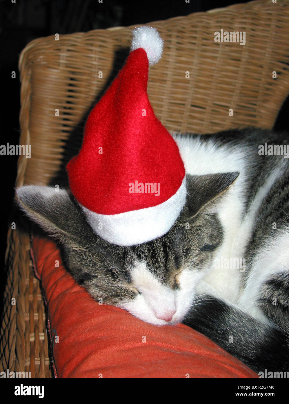 Tired cats humour hi-res stock photography and images - Alamy