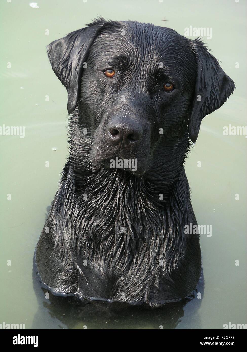 labrador in water Stock Photo - Alamy